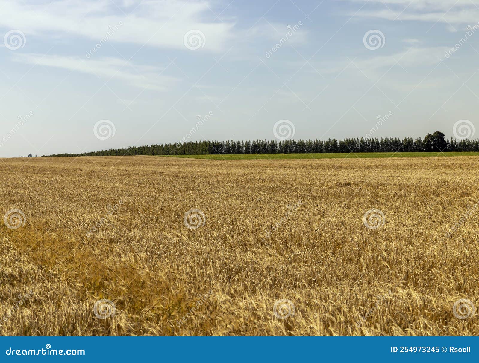 An Agricultural Field Where Wheat is Grown Stock Image - Image of rural ...