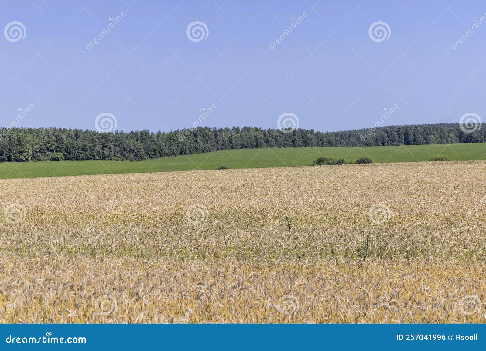 An Agricultural Field Where Wheat is Grown Stock Photo - Image of ...