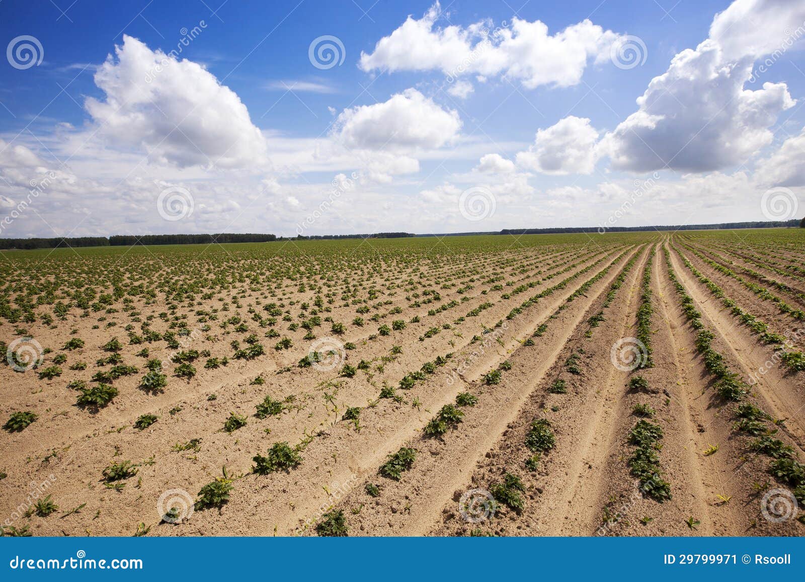 Potato field - stock image. Image of meadow, foliage - 29799971