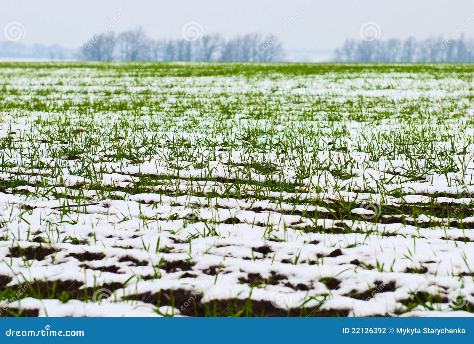 Agricultural Field of Winter Wheat Under the Snow Stock Photo - Image ...