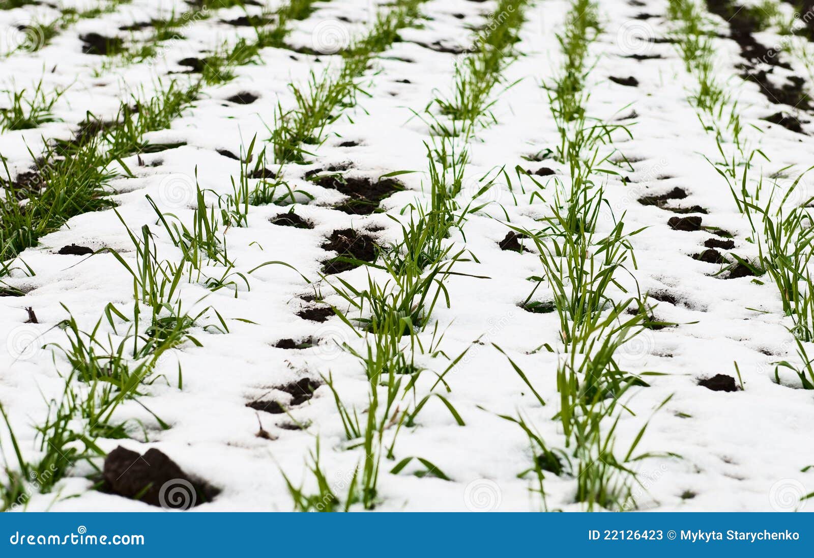 Agricultural Field of Winter Wheat Under the Snow Stock Image - Image ...