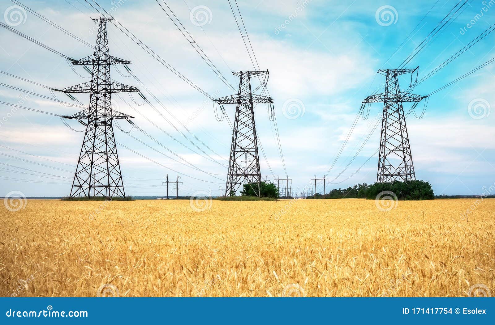 Agricultural Field. Yellow Wheat and Power Lines Stock Photo - Image of ...