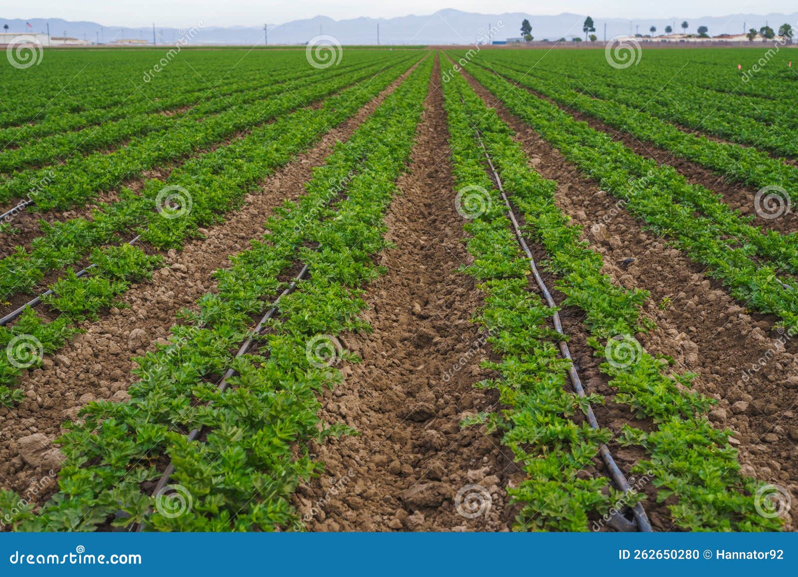 Agricultural Field with Young Plants in a Rows. Celery Field, and ...