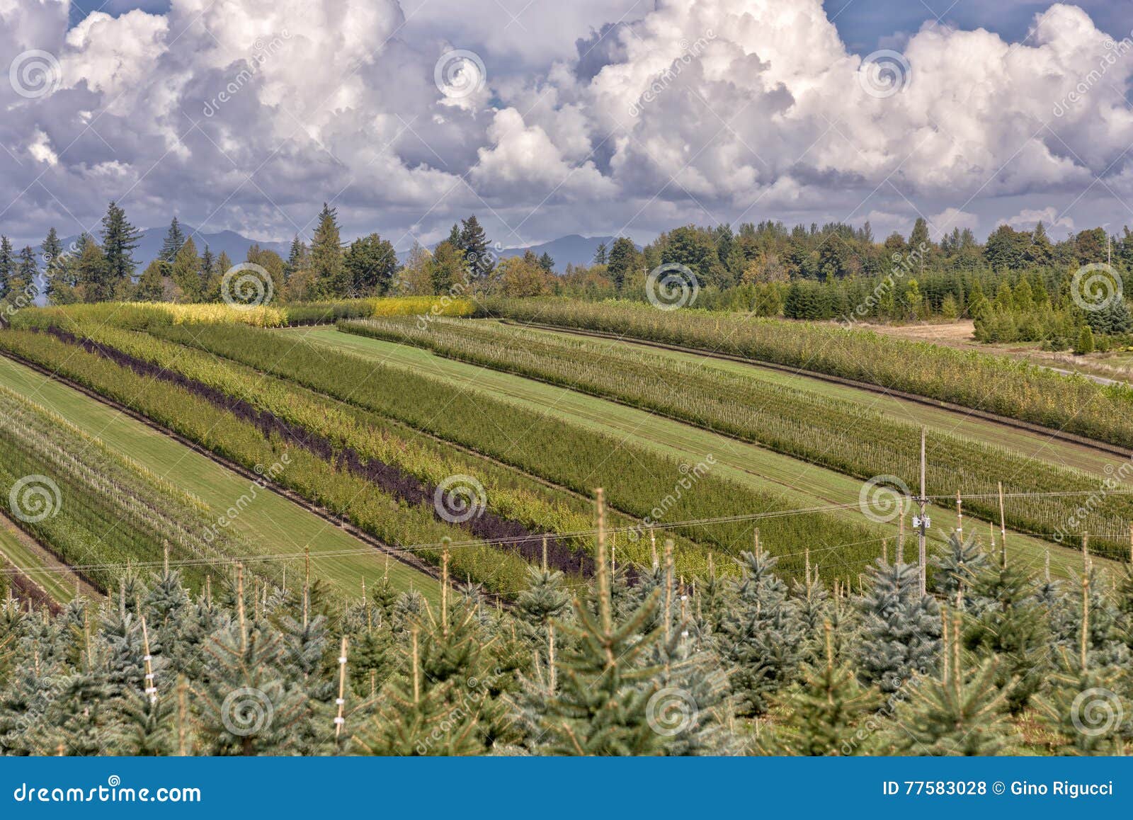 Agricultural Fields in Rural Oregon State. Stock Photo - Image of area ...