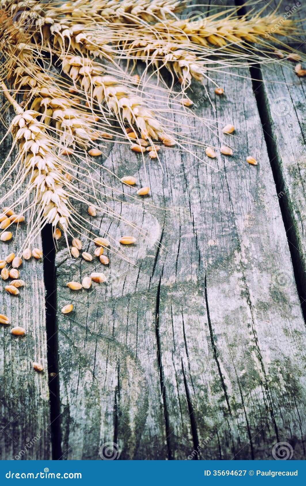 Agricultural Frame with Wheat Stock Image - Image of grunge, food: 35694627