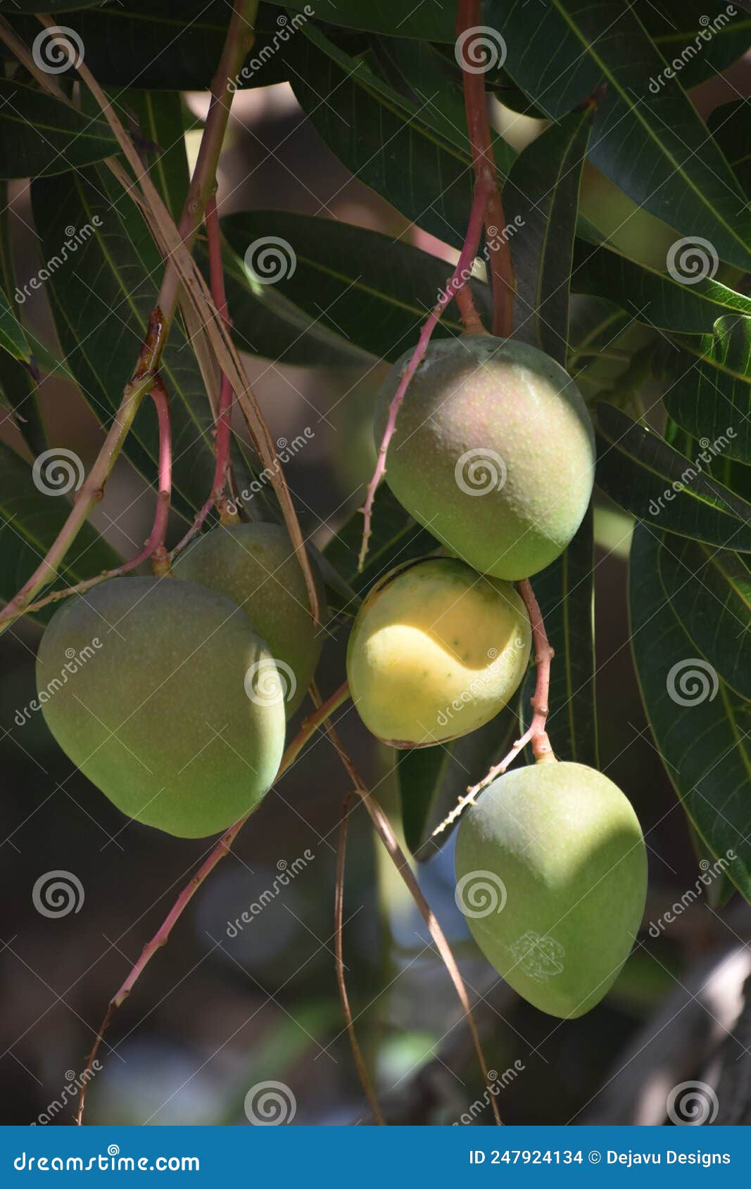 Agricultural Fruit Tree with Mangos Turning Ripe Stock Photo - Image of ...
