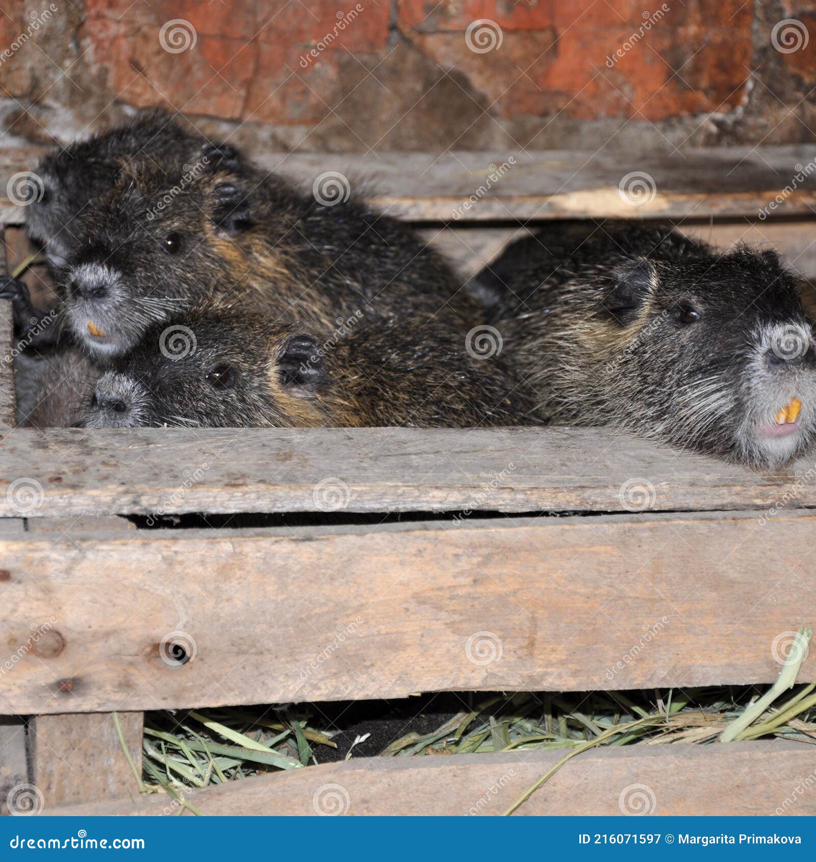 Agricultural Fur Animals Nutria. Stock Image - Image of rodent, primate ...