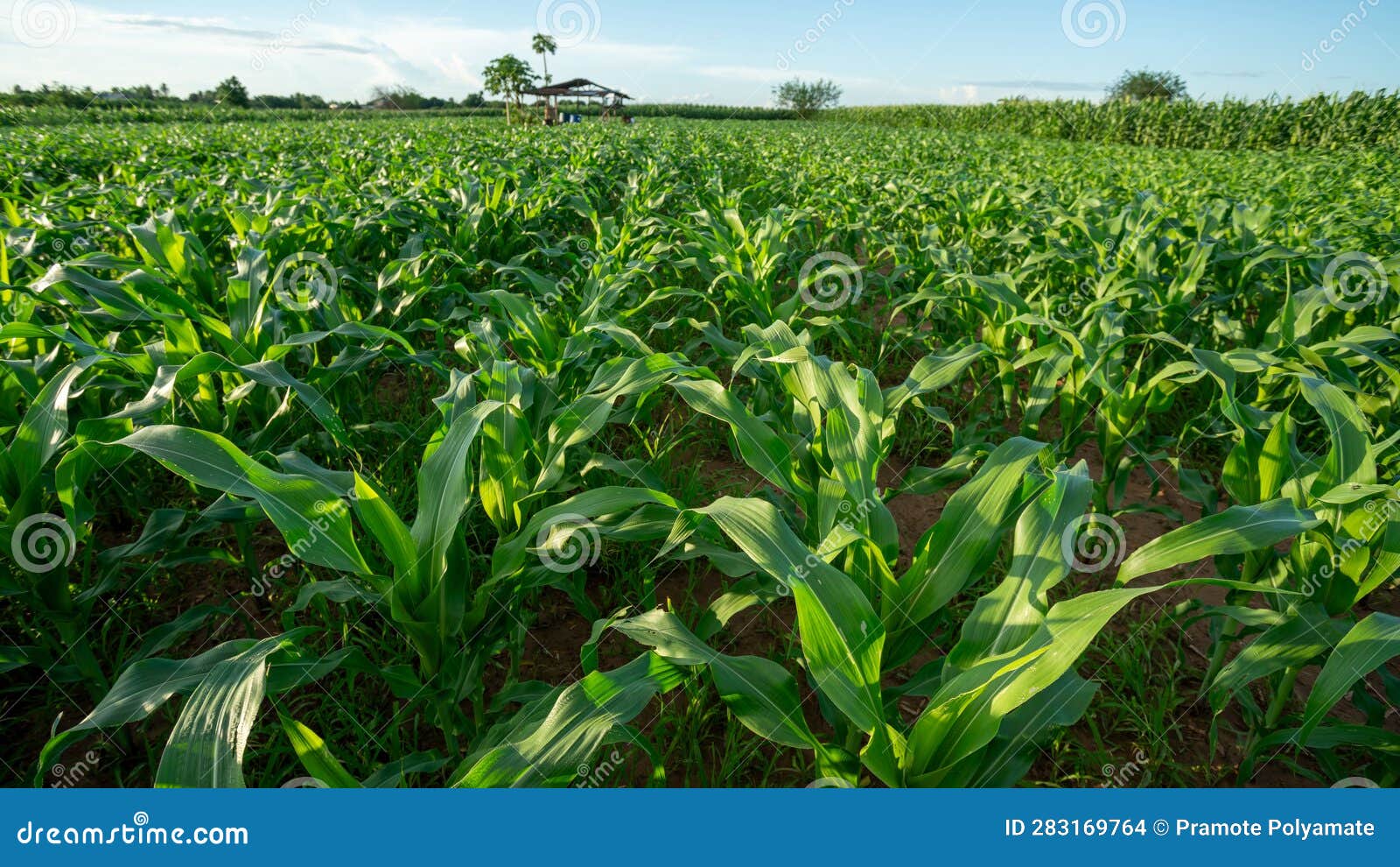 Agricultural Garden of Corn Field, Green Field with Young Corn in Corn ...