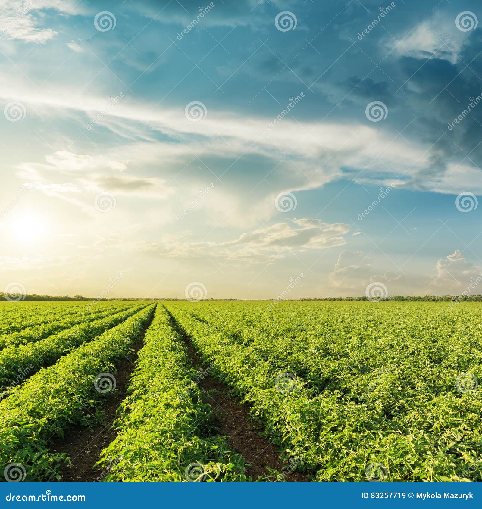 Agricultural Green Tomatoes Field and Sunset Stock Image - Image of ...
