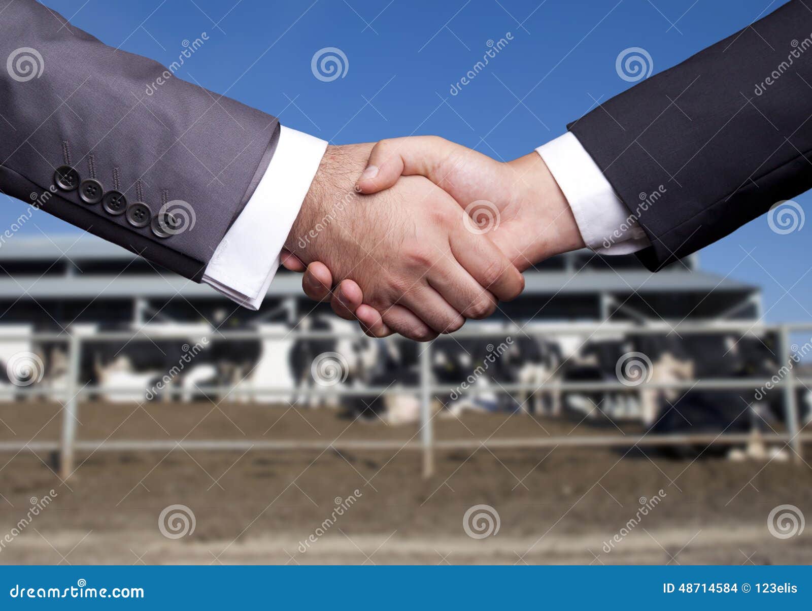 Agricultural handshake stock photo. Image of deal, livestock - 48714584