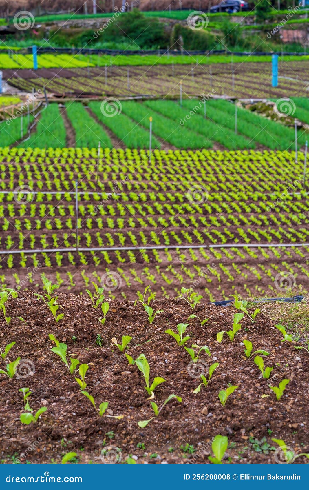 Agricultural Industry. Growing Diffrent Kinds of Vegetables on Field ...