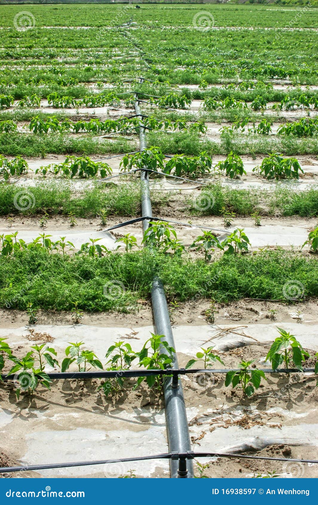 Agricultural irrigation stock image. Image of agriculture - 16938597