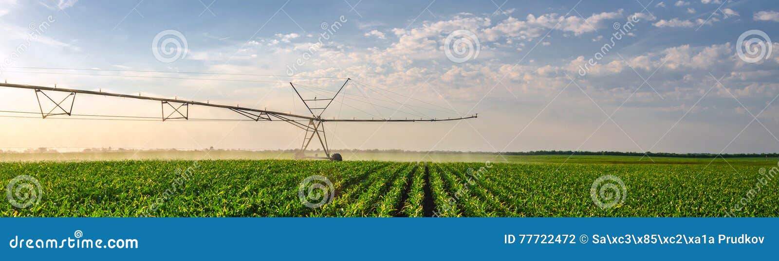 Agricultural Irrigation System Watering Corn Field Sunny Summer Stock ...