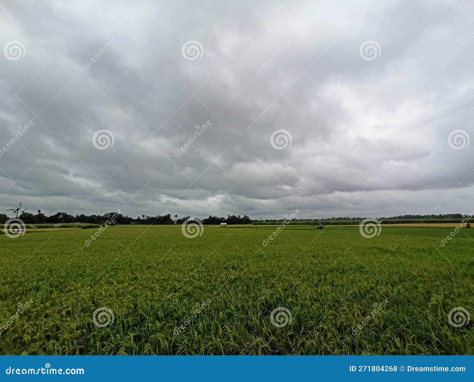 Agricultural Land, Also Known As Paddy Fields Stock Photo - Image of ...