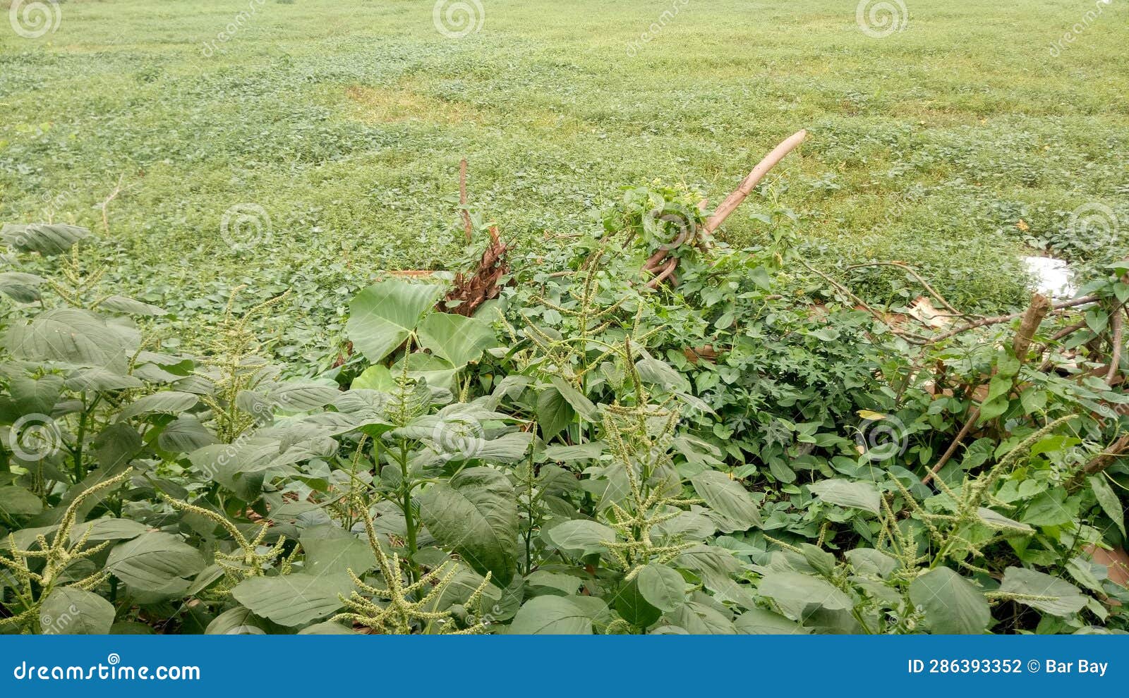 Agricultural Land and Plantations that are less Maintained and ...