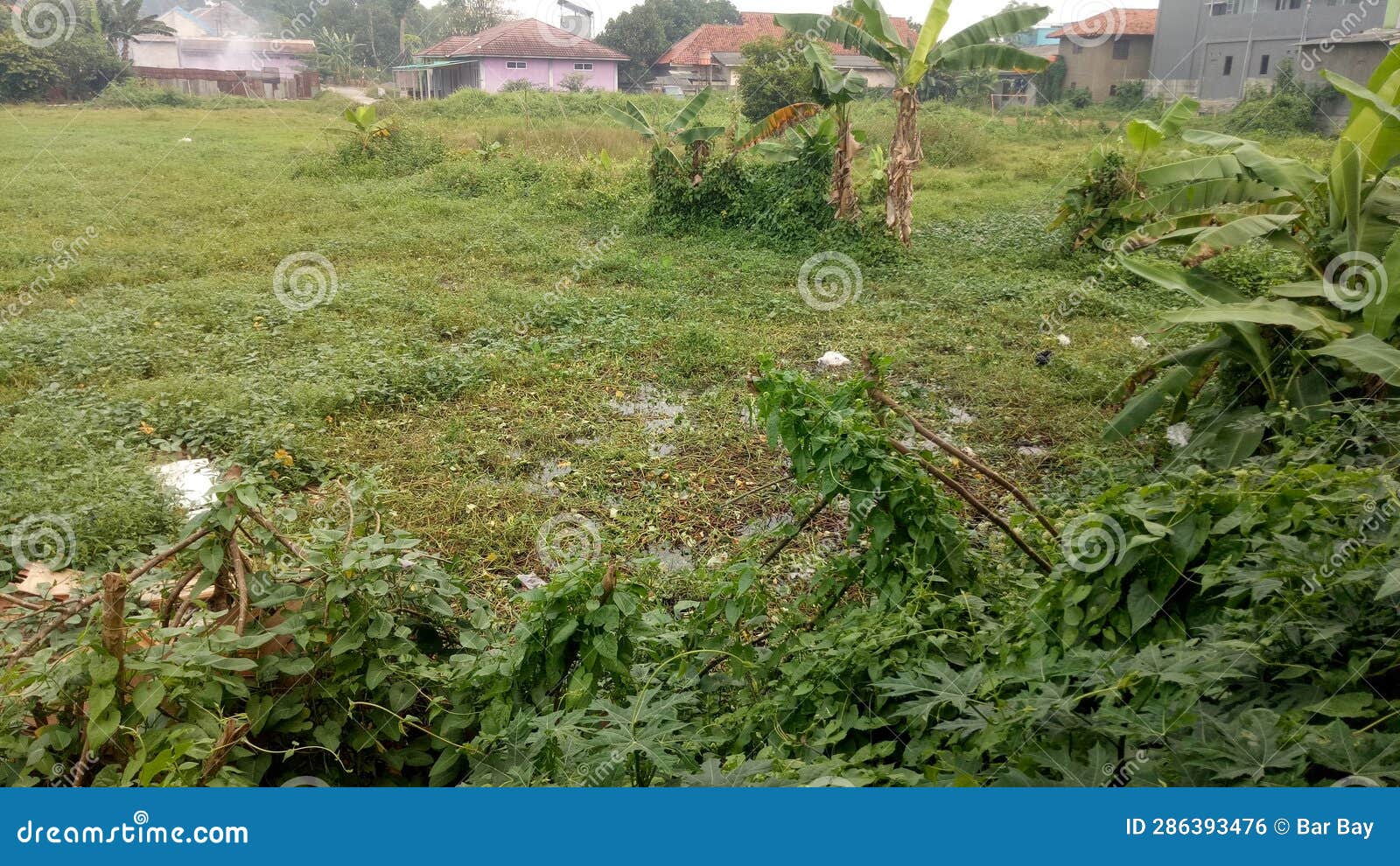 Agricultural Land and Plantations that are less Maintained and ...