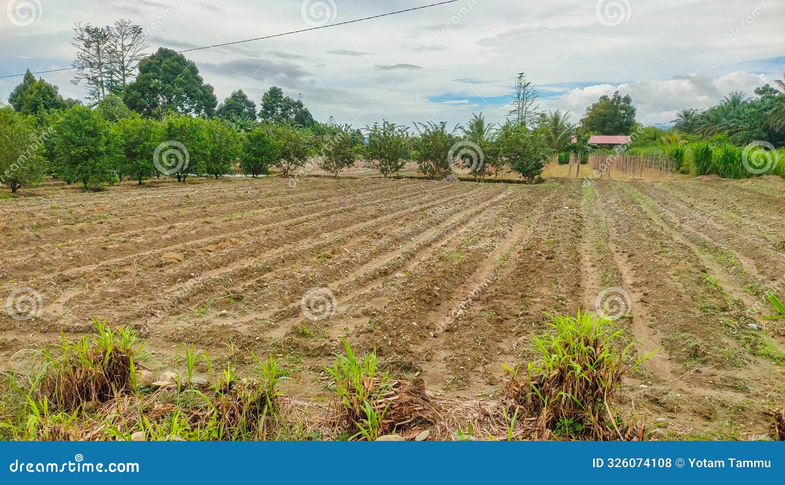 Agricultural Land that is in the Process of Being Prepared for Planting ...