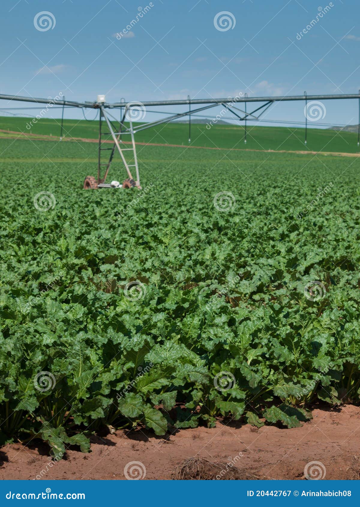 Agricultural Land with Row Crops Stock Image - Image of cultivation ...