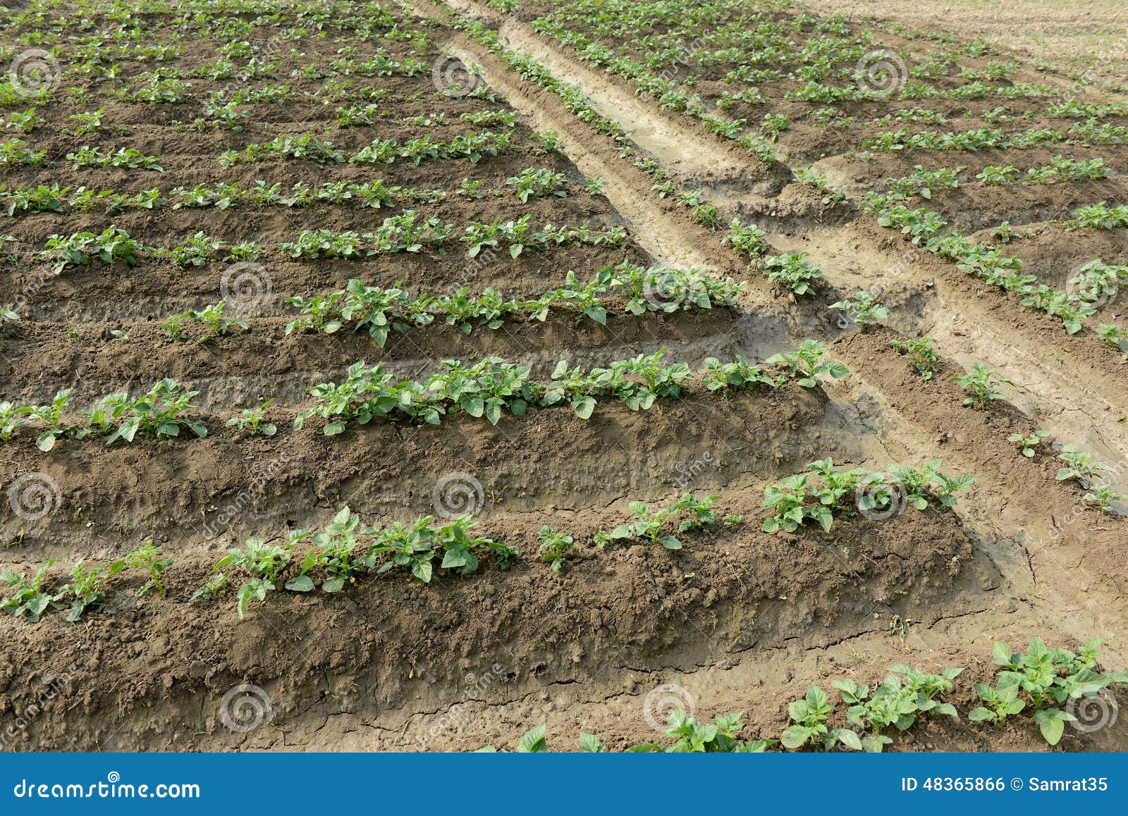 Agricultural Land with Row stock photo. Image of growth - 48365866