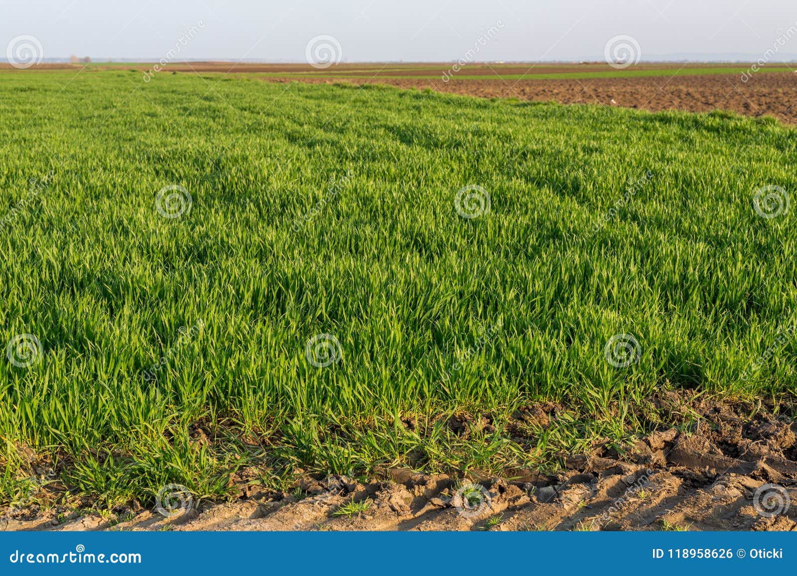 Agricultural Landsaple, Arable Crop Field Stock Photo - Image of seed ...