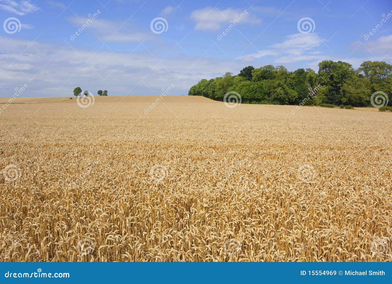 Agricultural landscape stock image. Image of crop, outdoors - 15554969