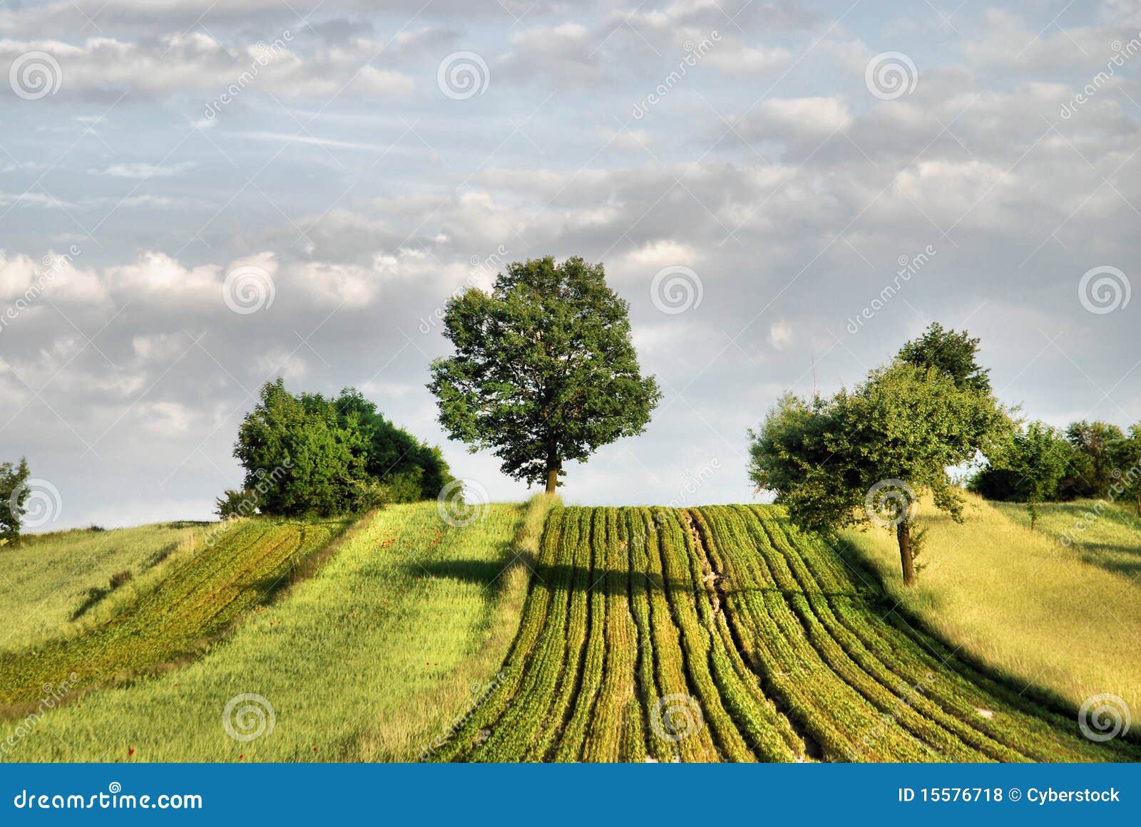 Agricultural landscape stock photo. Image of natural - 15576718