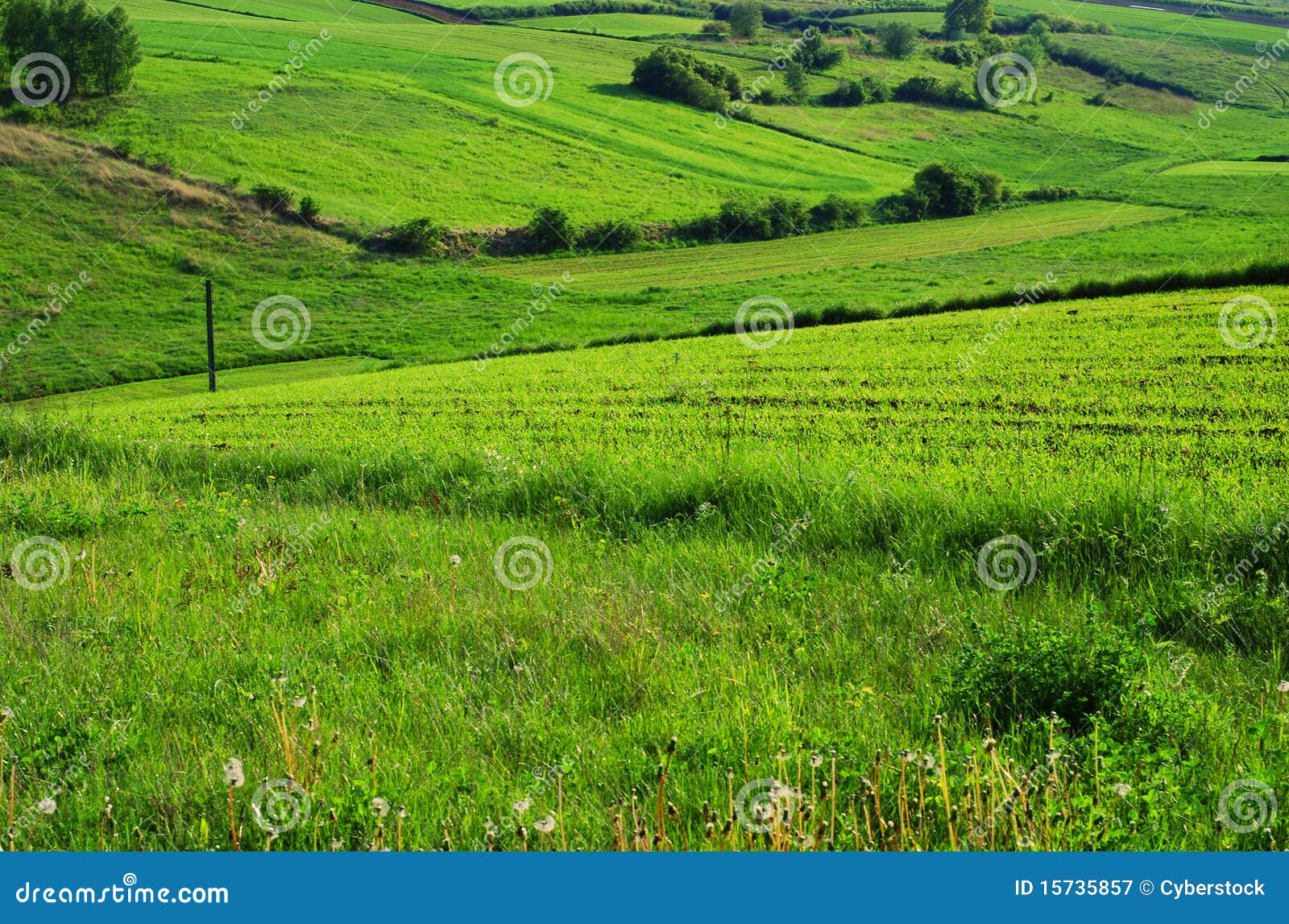 Agricultural landscape stock image. Image of leaf, field - 15735857