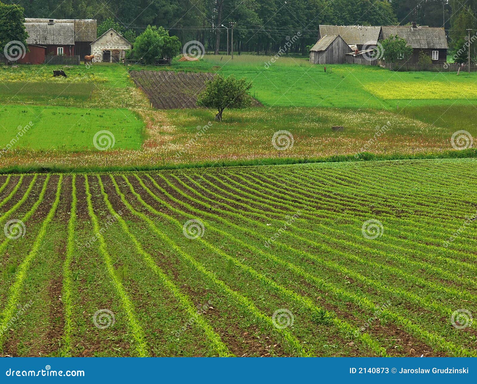 Agricultural landscape stock image. Image of plowed, grow - 2140873