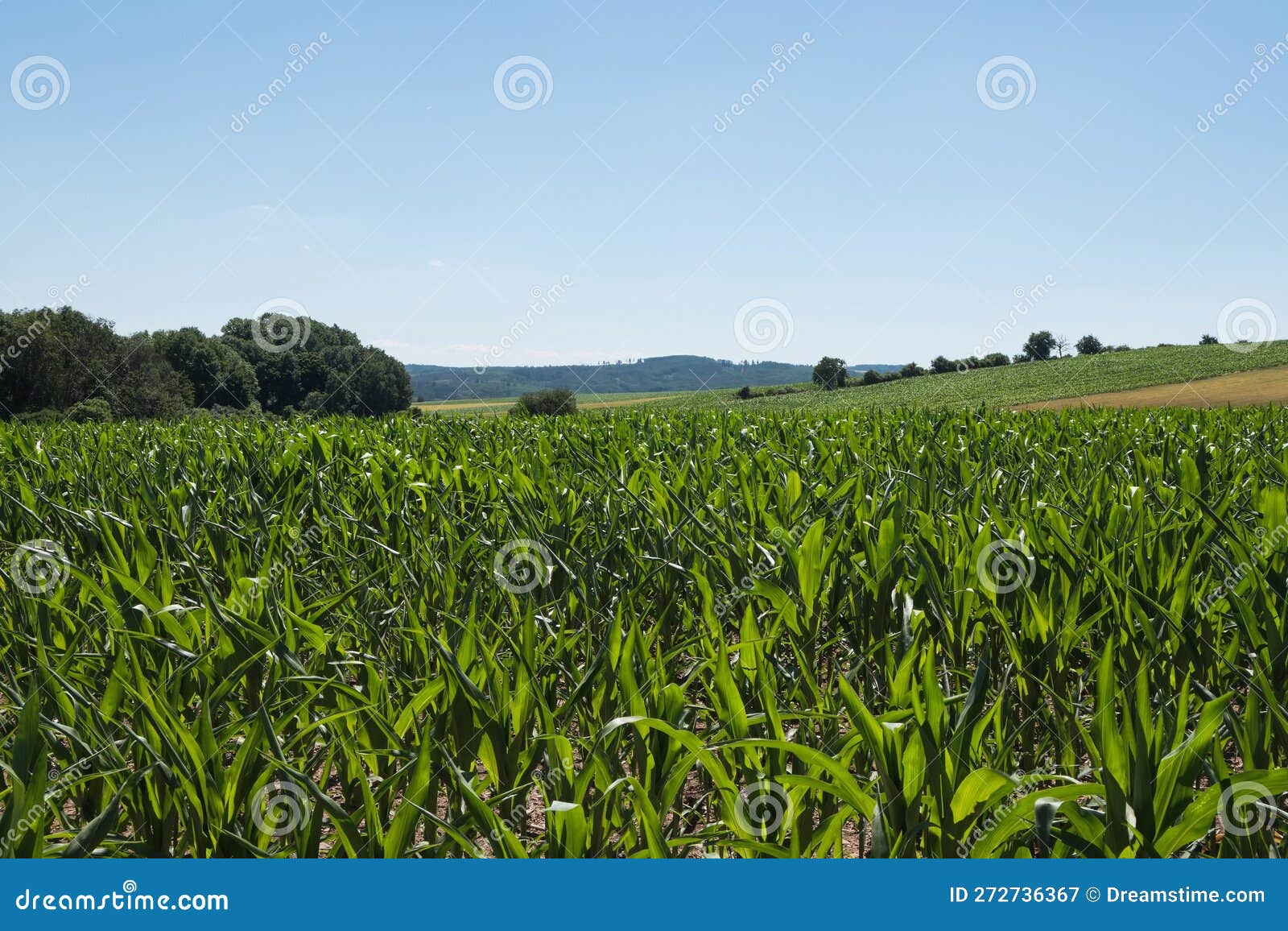 Agricultural Landscape with Corn Field Stock Image - Image of farming ...