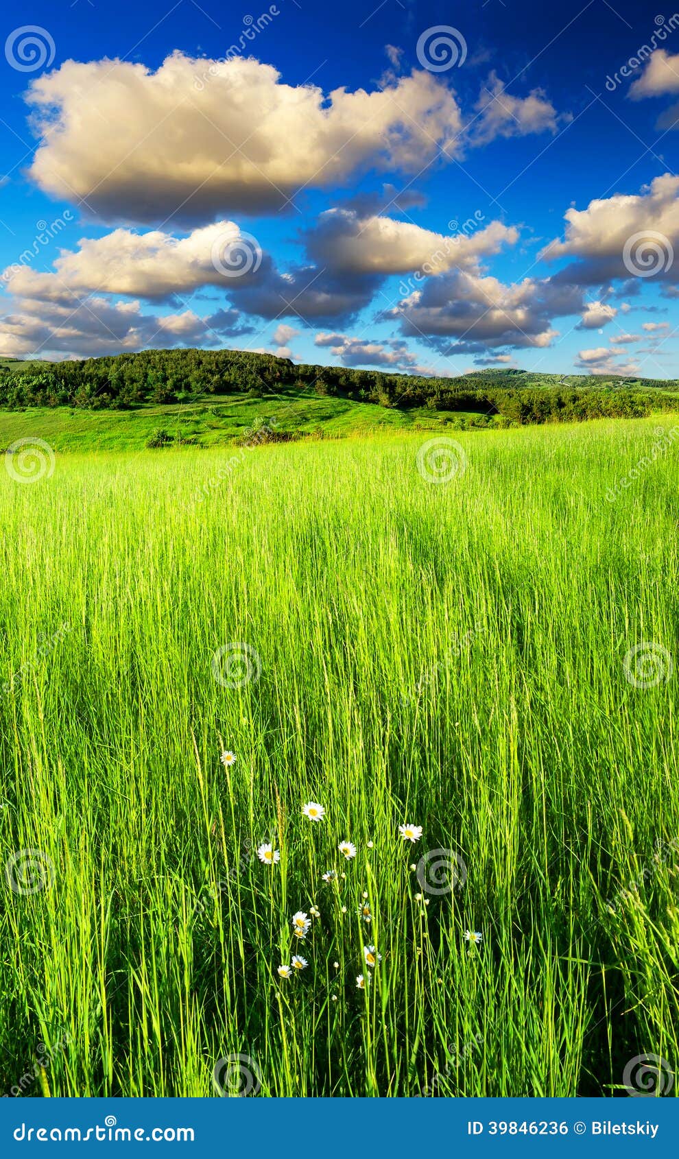 Agricultural landscape stock photo. Image of country - 39846236