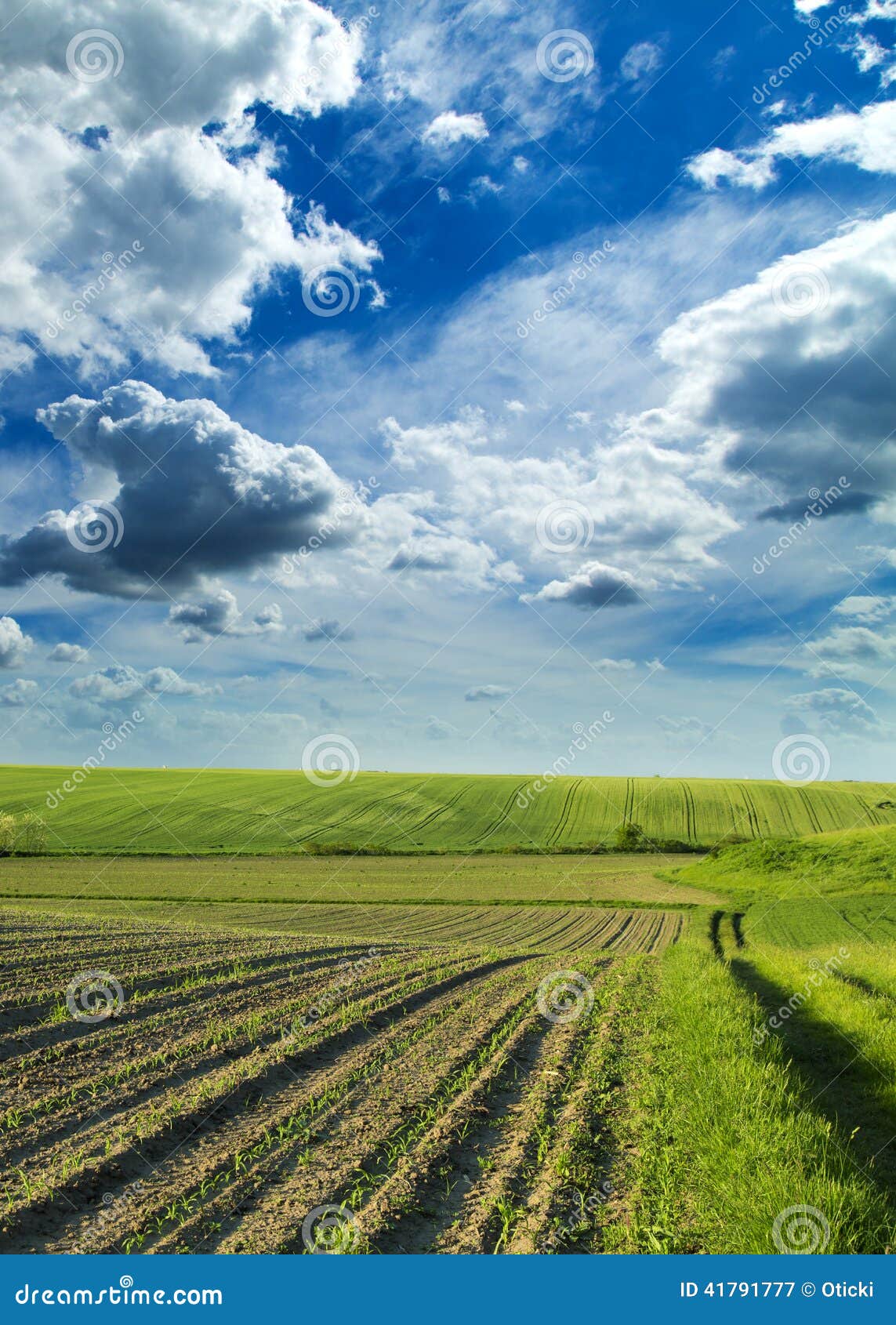 Agricultural Landscape of Growing Fields at Spring Season Stock Image ...