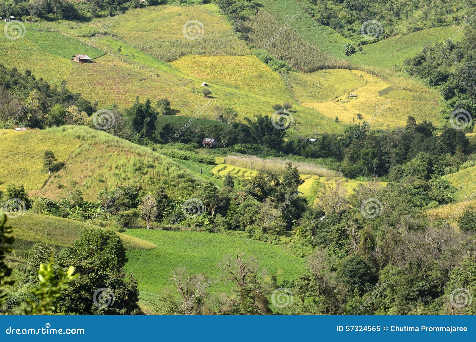 Agricultural landscape stock image. Image of spring, plantation - 57324565
