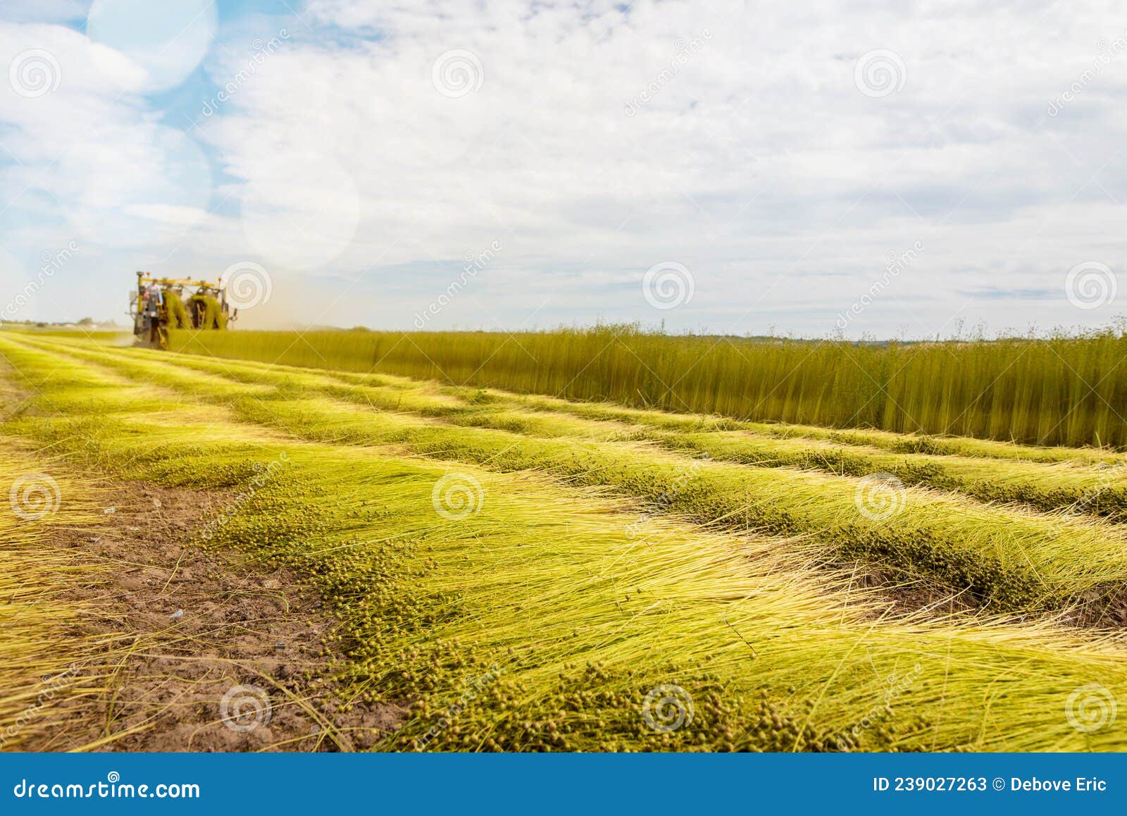 Agricultural Machine Responsible for Pulling Flax and Laying it on the ...