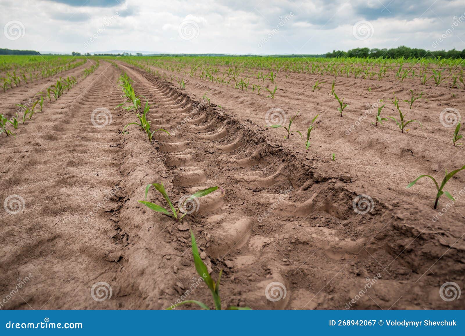 Agricultural Machine Track on the Corn Field Stock Image - Image of ...