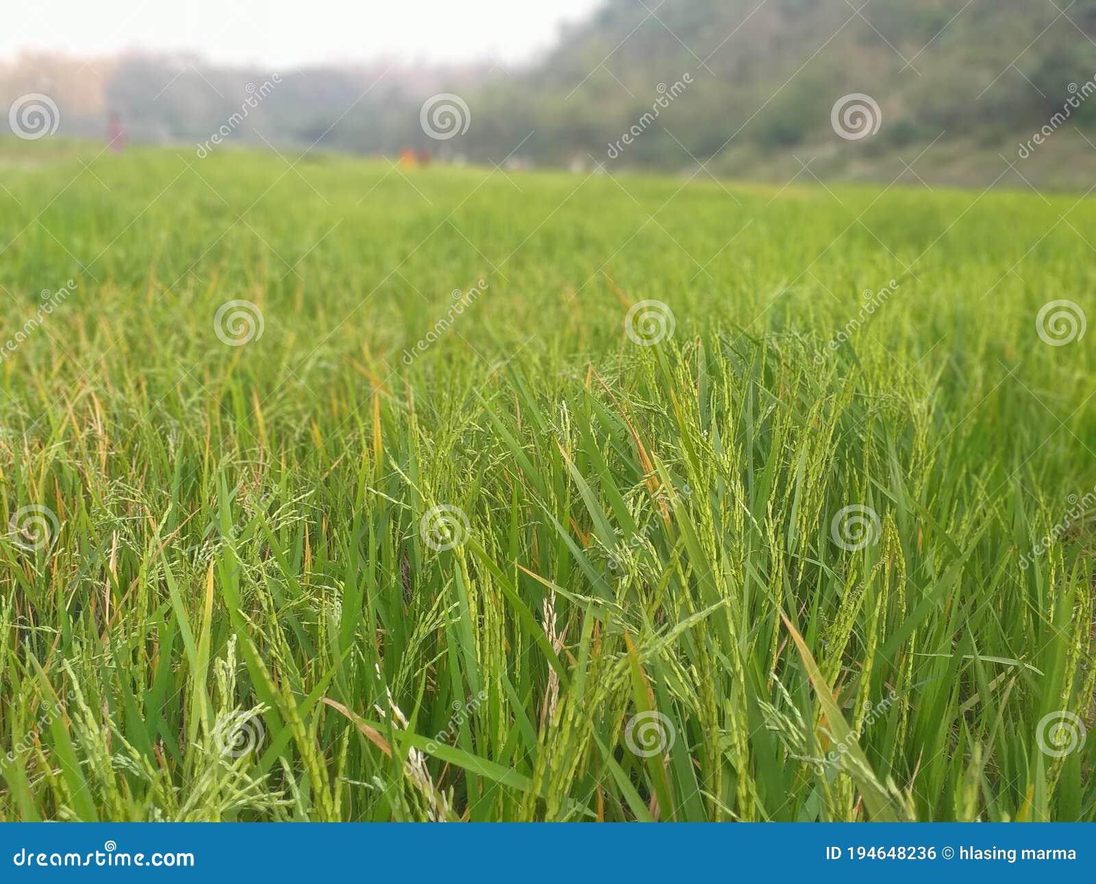 Paddy Cultivation - Green Paddy Tree Of Bangladesh Stock Photography ...