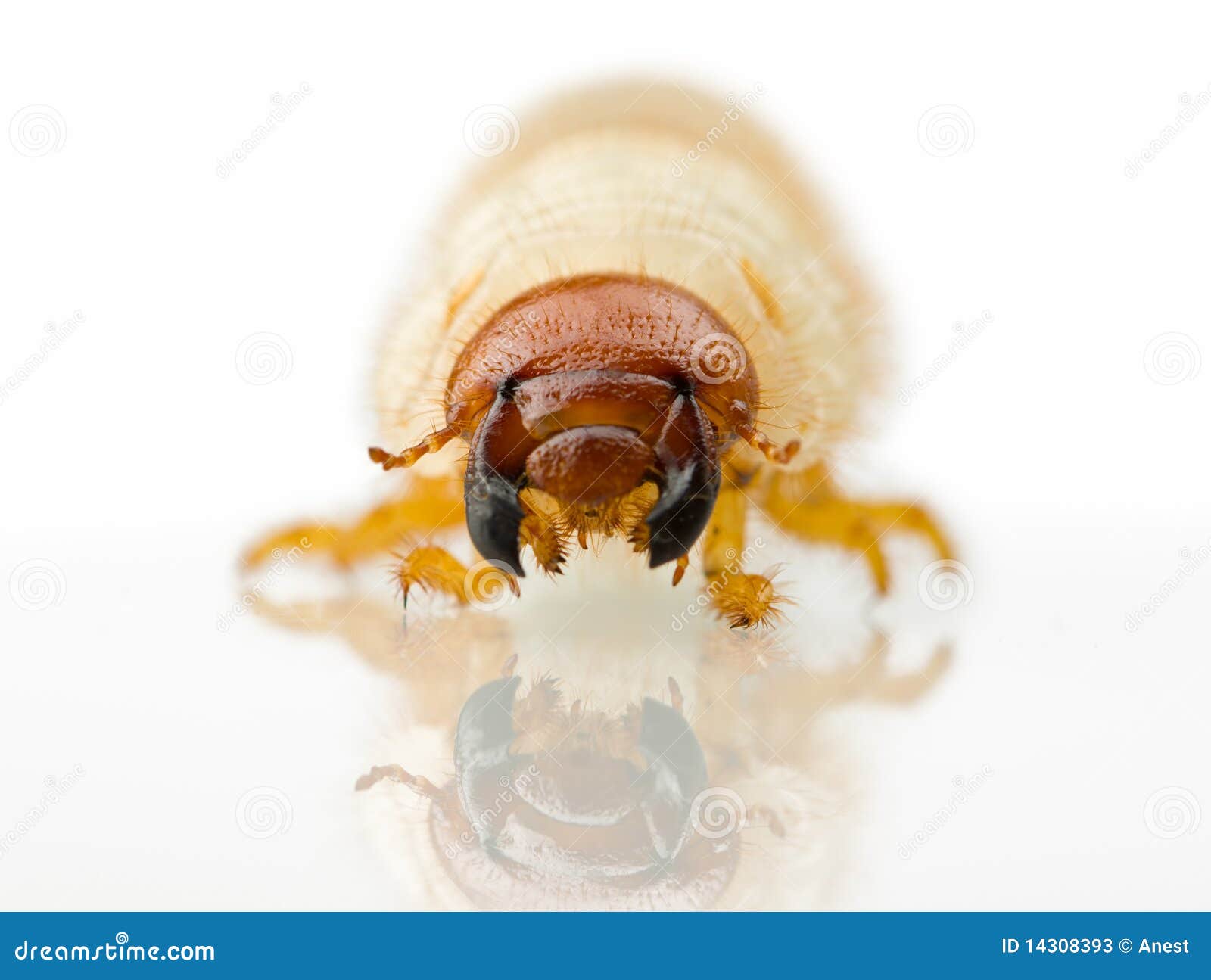 Agricultural Pest Maggot Larva Stock Image - Image of front, close ...