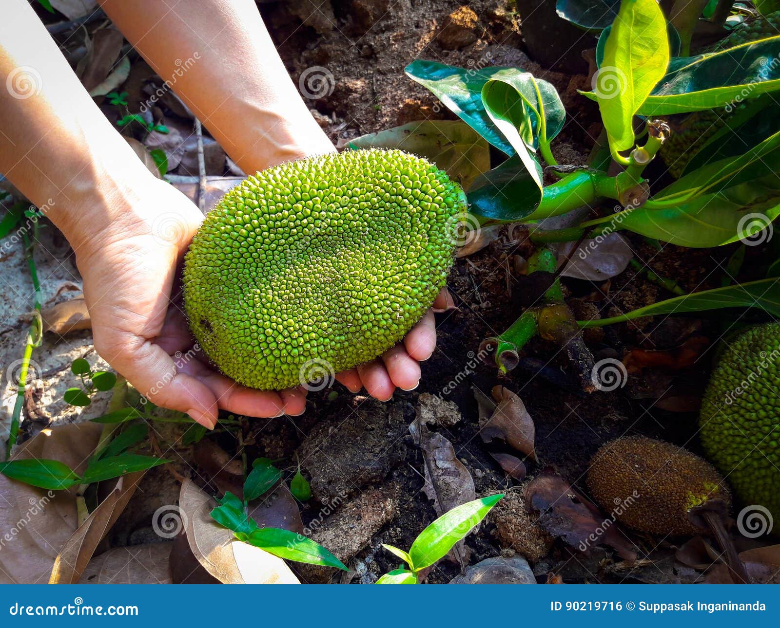 Jackfruit in hand. stock photo. Image of hand, agricultural - 90219716