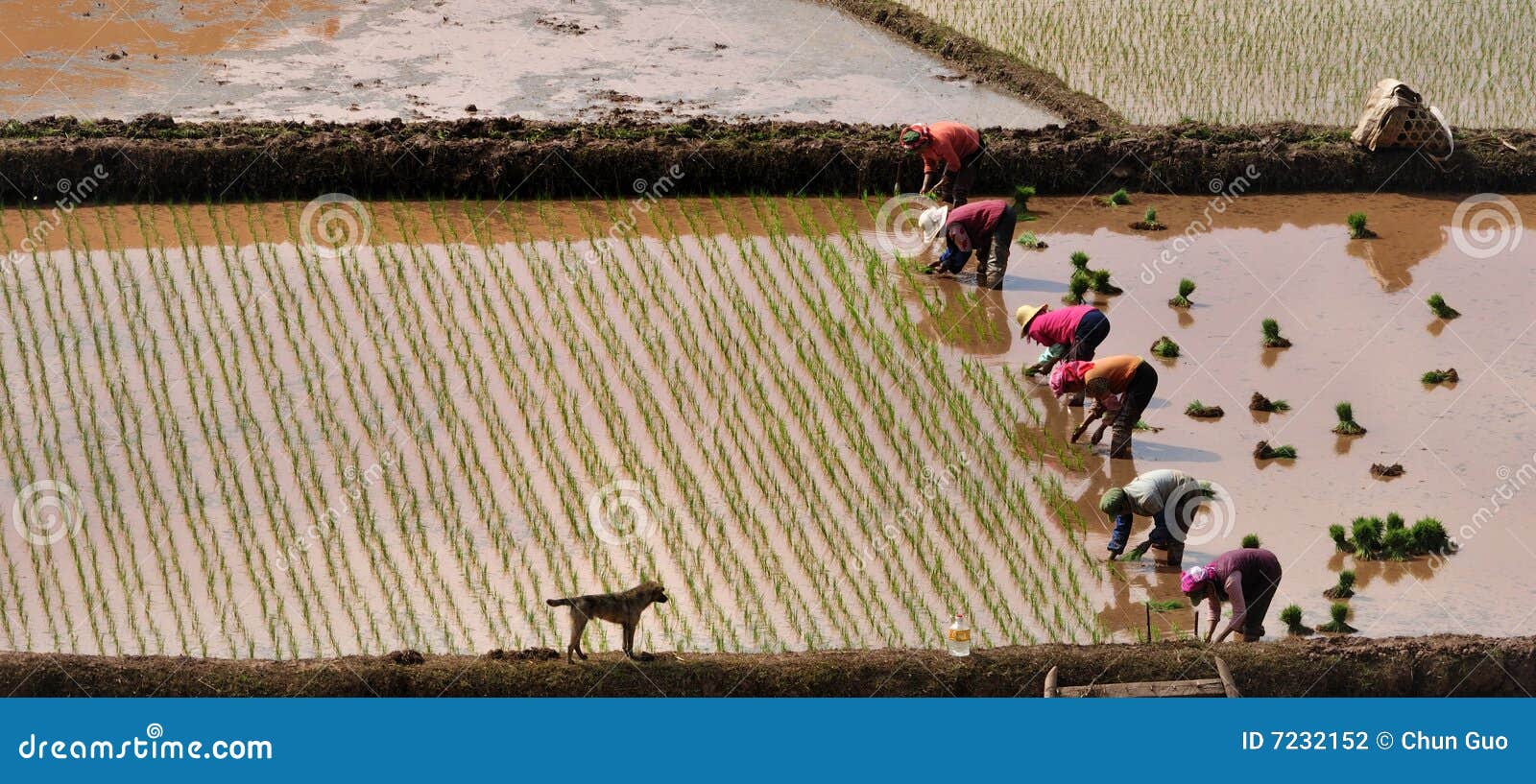 Agricultural production stock photo. Image of rice, yunnan - 7232152