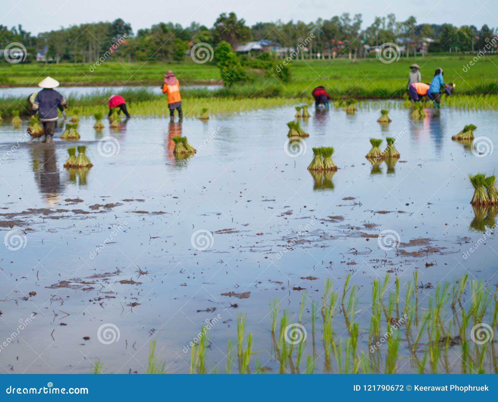 Agricultural in Rice Fields Stock Photo - Image of plant, thailand ...