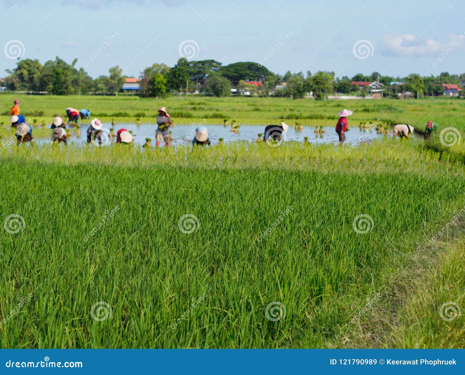 Agricultural in Rice Fields Stock Image - Image of fields, people ...