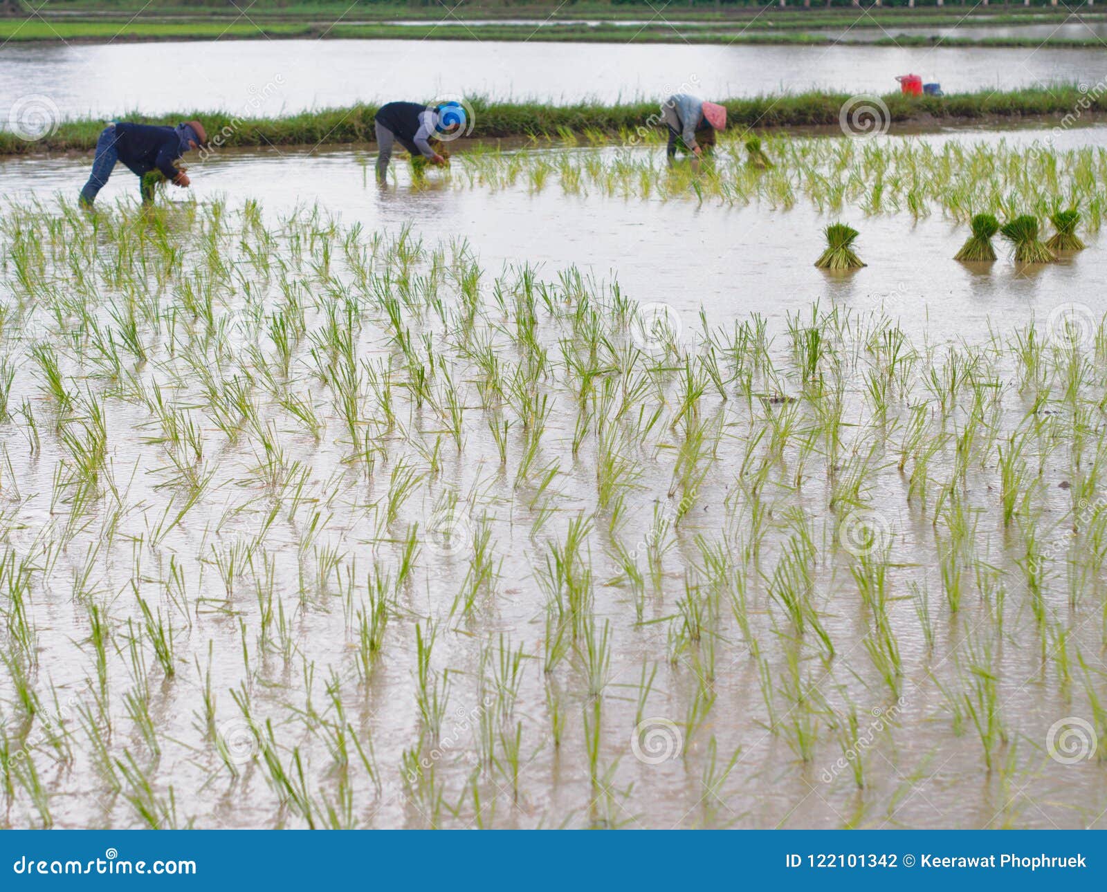 Agricultural in Rice Fields Stock Photo - Image of nature, rice: 122101342