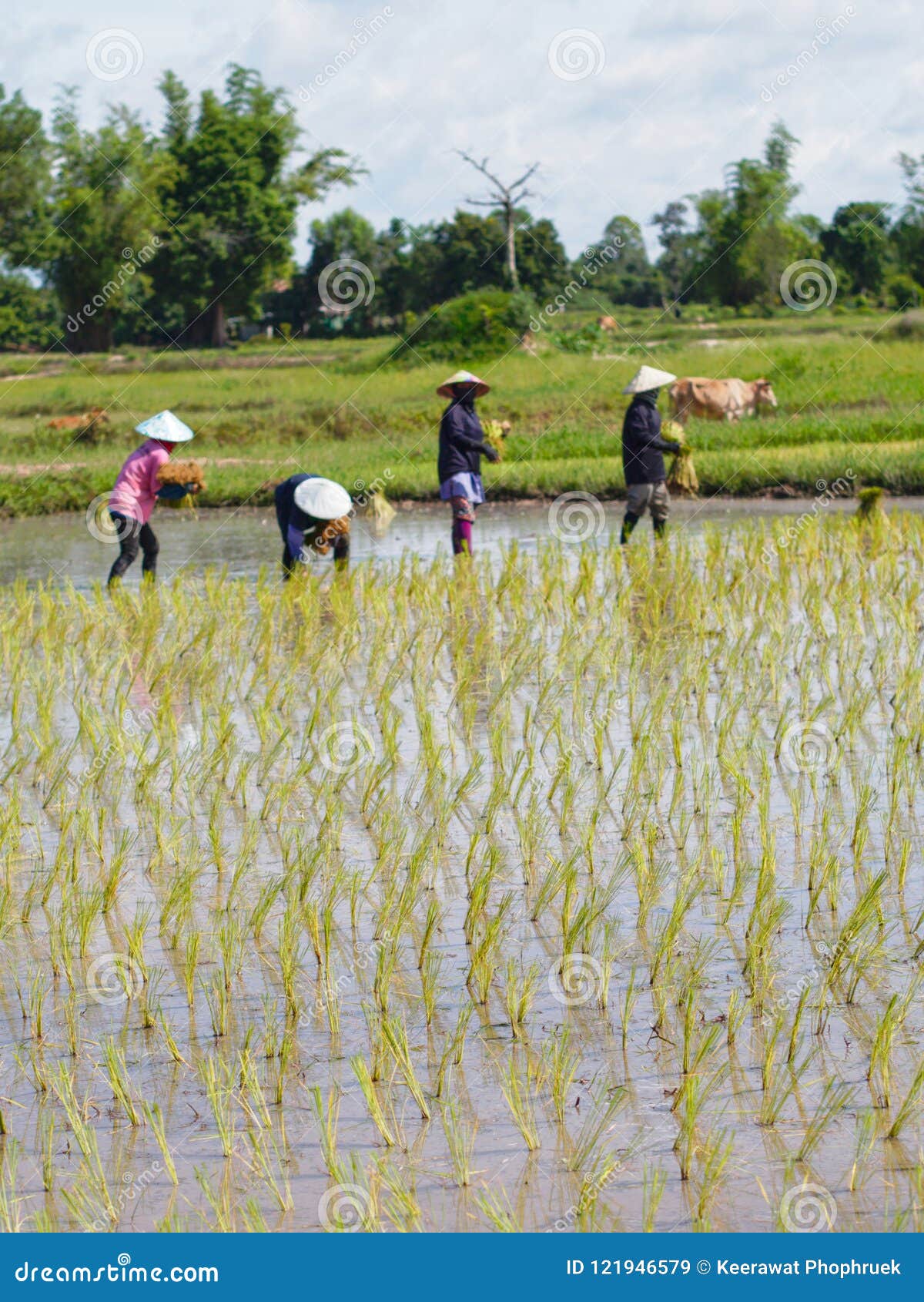 Agricultural in Rice Fields Editorial Stock Image - Image of paddyfield ...