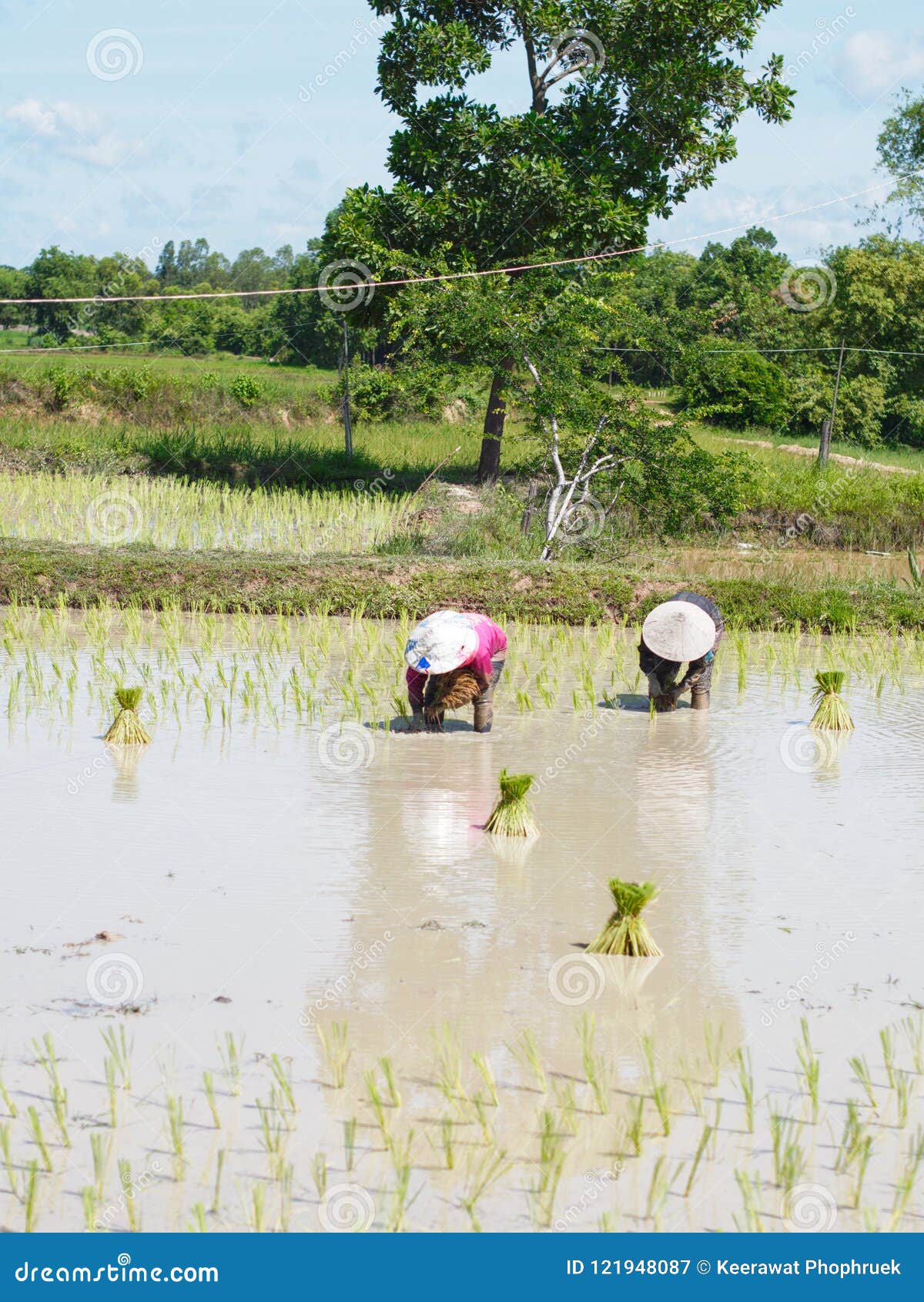 Agricultural in Rice Fields Stock Image - Image of life, farmming ...