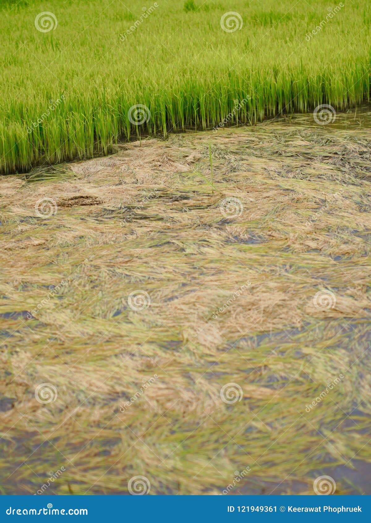 Agricultural in Rice Fields Stock Image - Image of outdoor, rice: 121949361