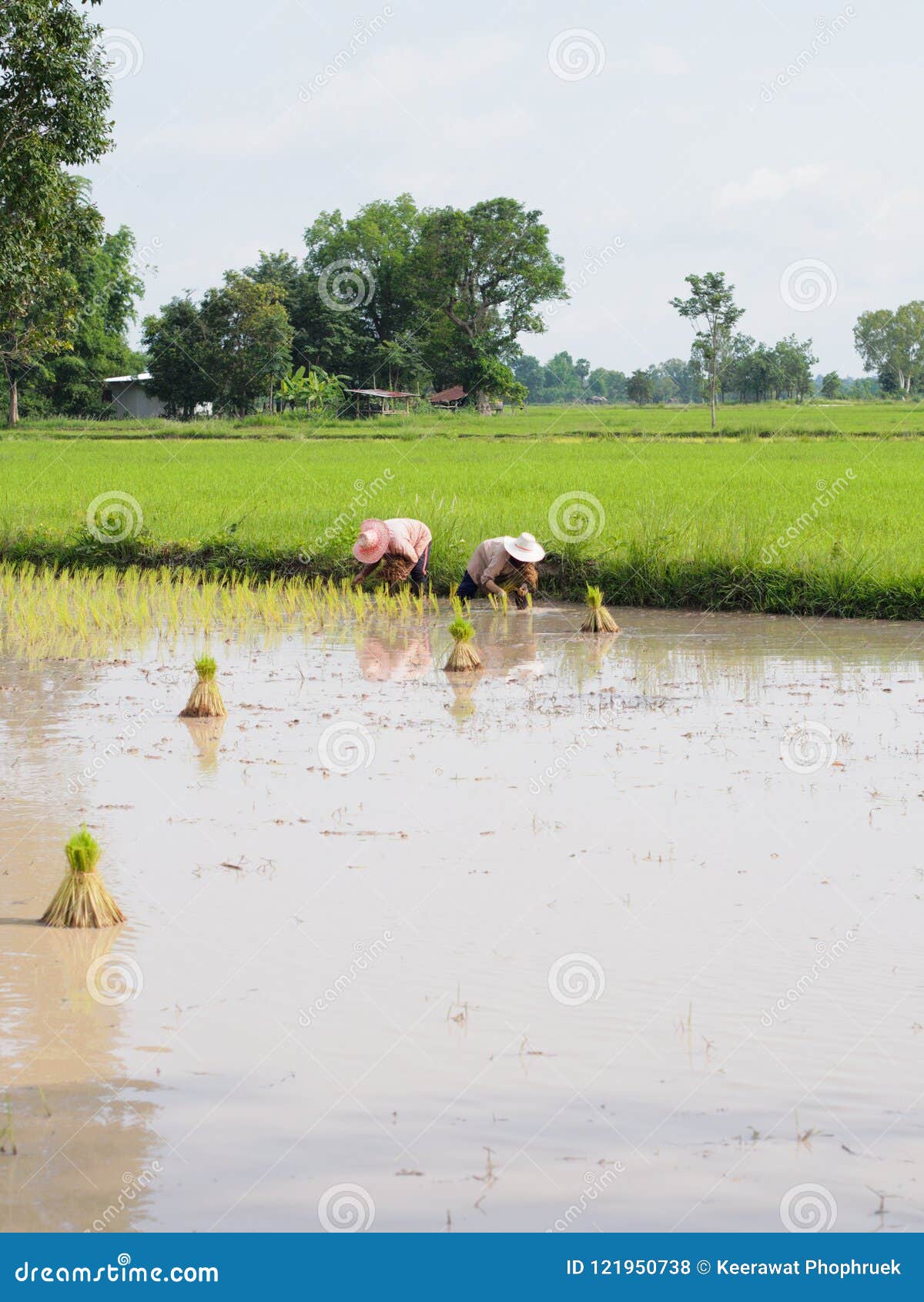 Agricultural in Rice Fields Editorial Stock Photo - Image of farmland ...