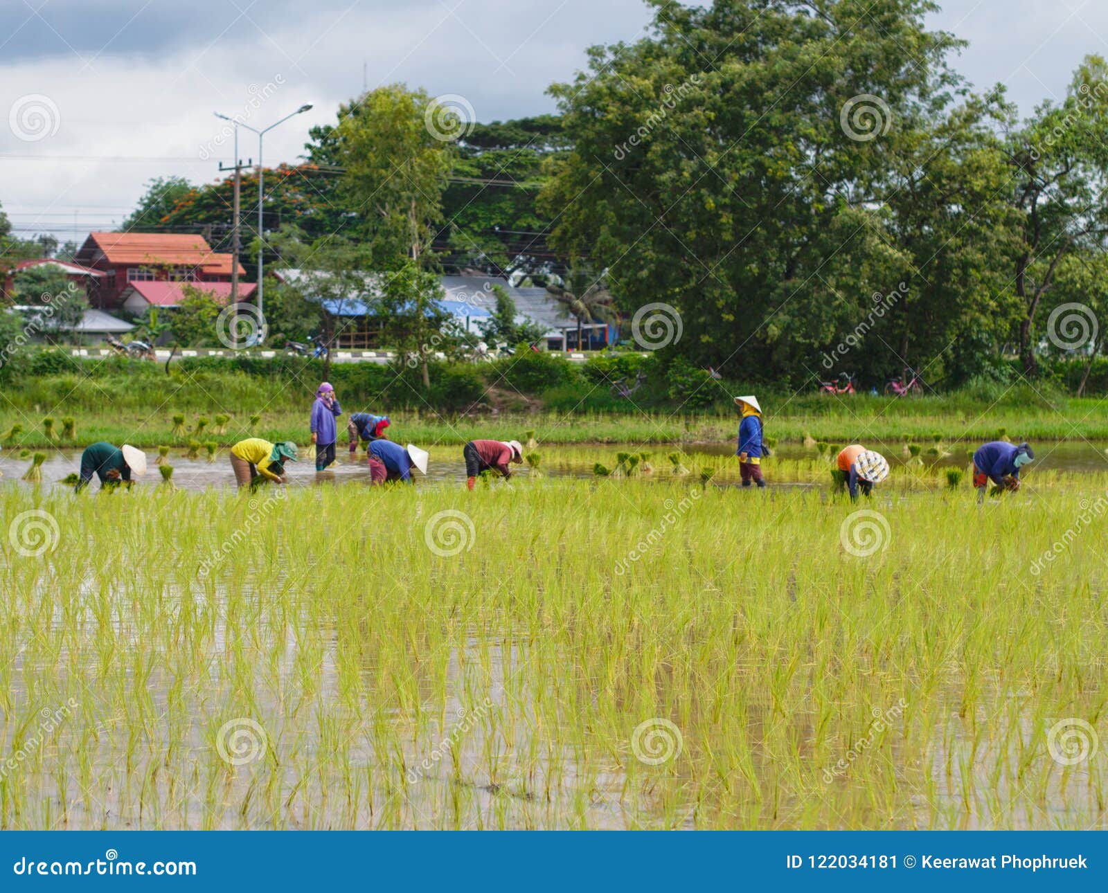 Agricultural in Rice Fields Stock Image - Image of people, rural: 122034181