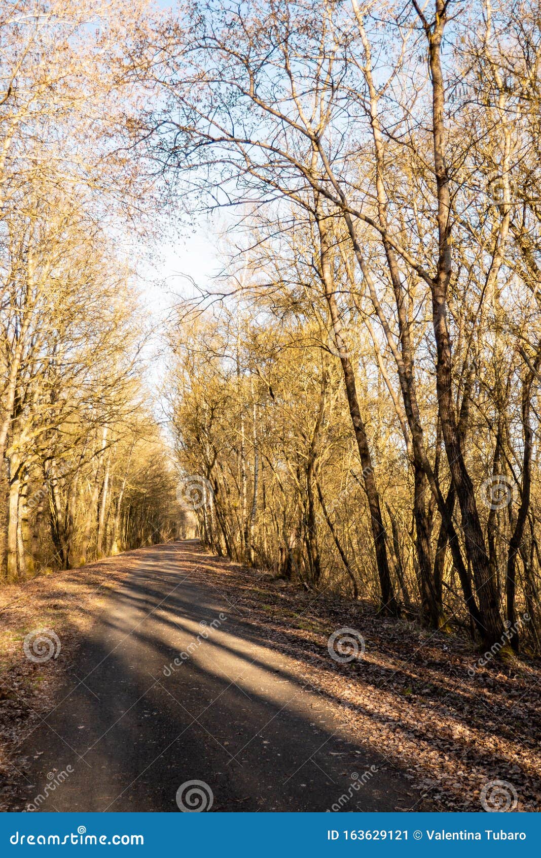 Agricultural Road in the Forest Stock Image - Image of wood ...