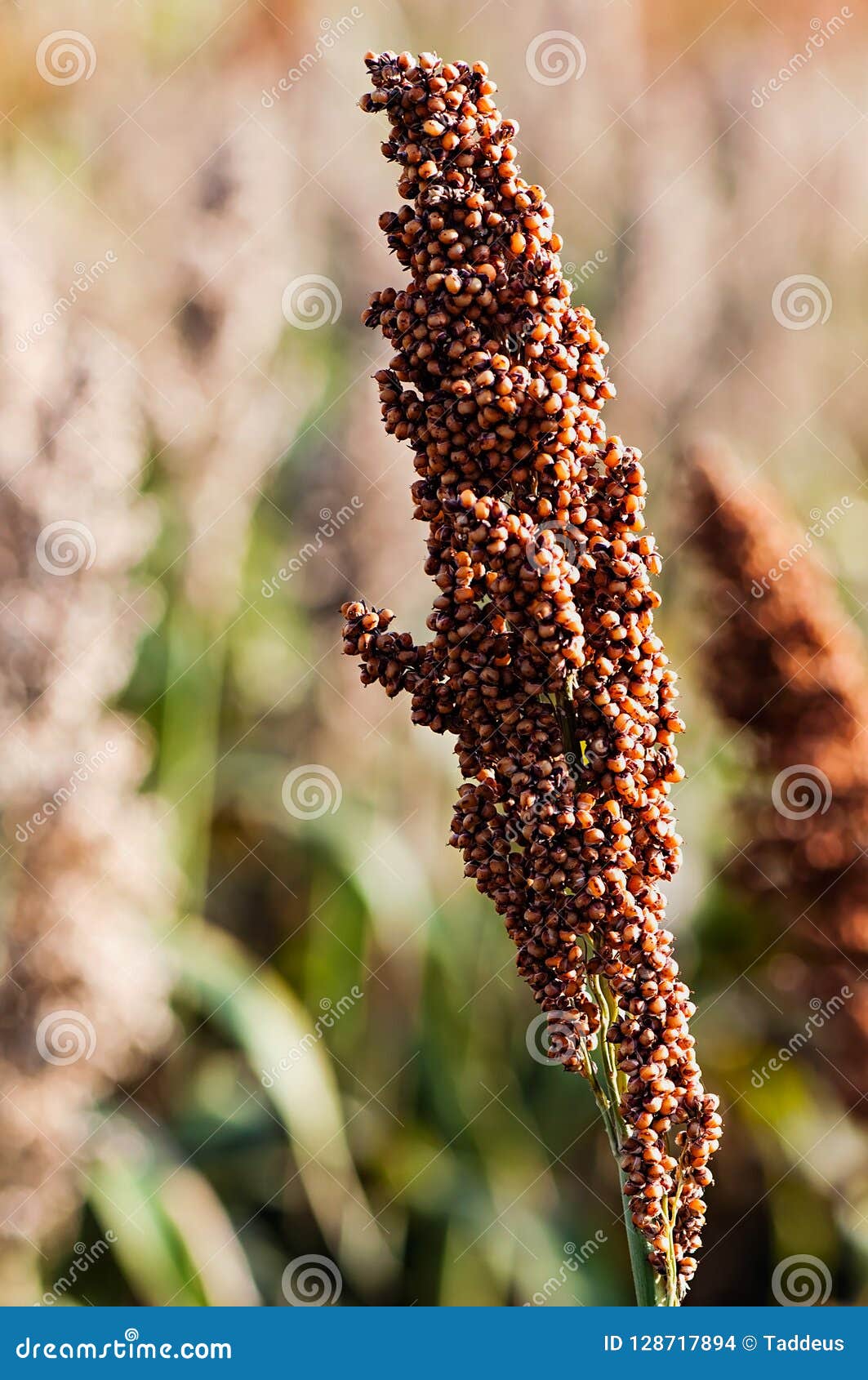 Agricultural Sorghum on a Natural Blurred Background. Stock Photo ...