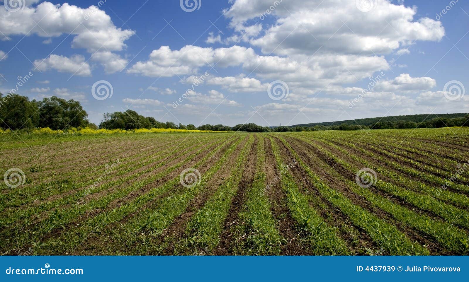 Agricultural Sow Field and Blue Sky Stock Image - Image of growth, farm ...