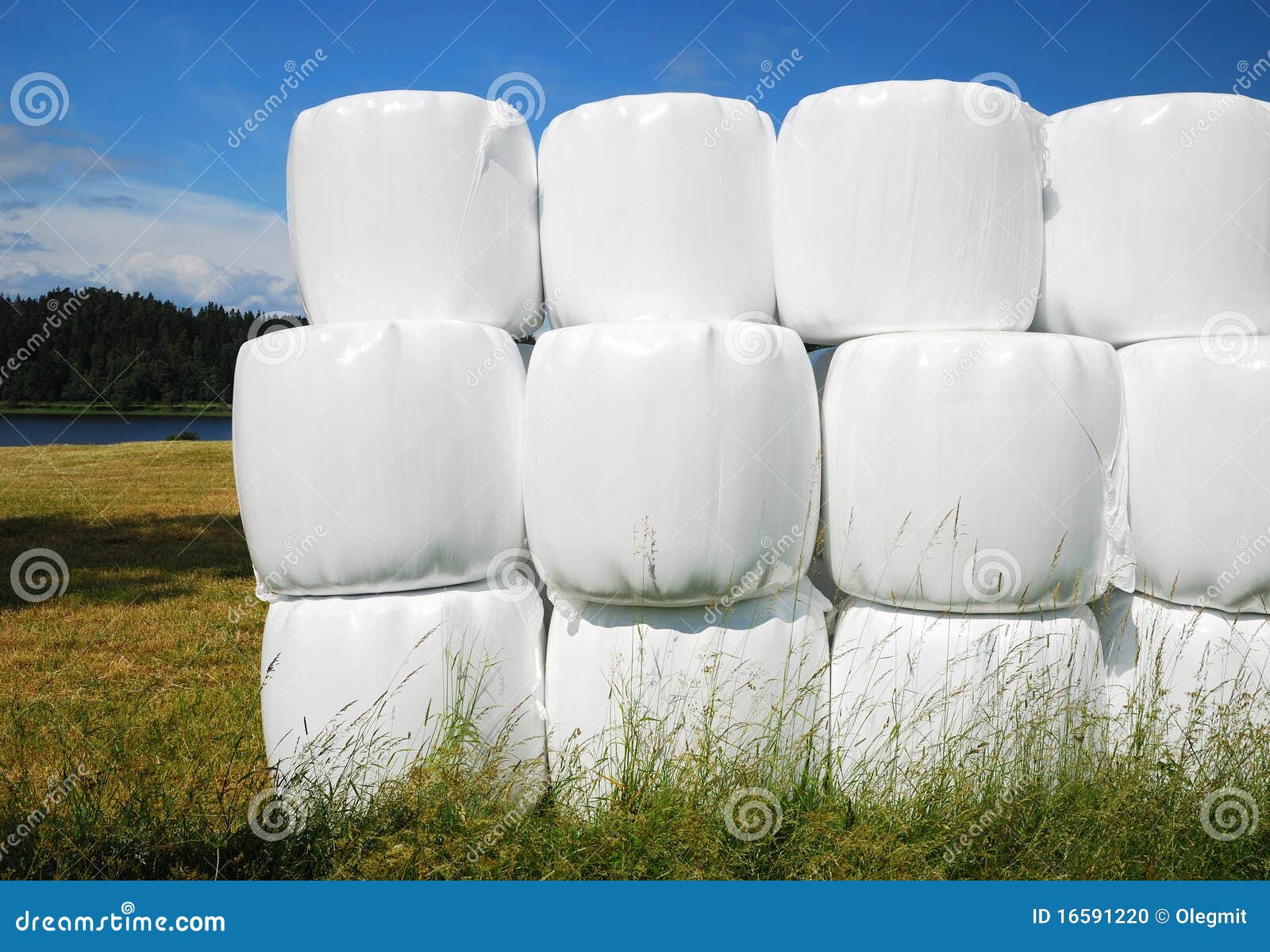 Dry Straw Stacking On Paddy Field At Thailand Countryside In Sunny Day ...